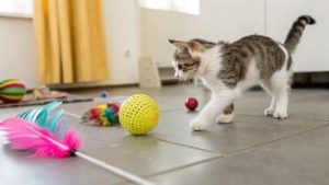 Booda Pet Official Website - Premium Pet Products